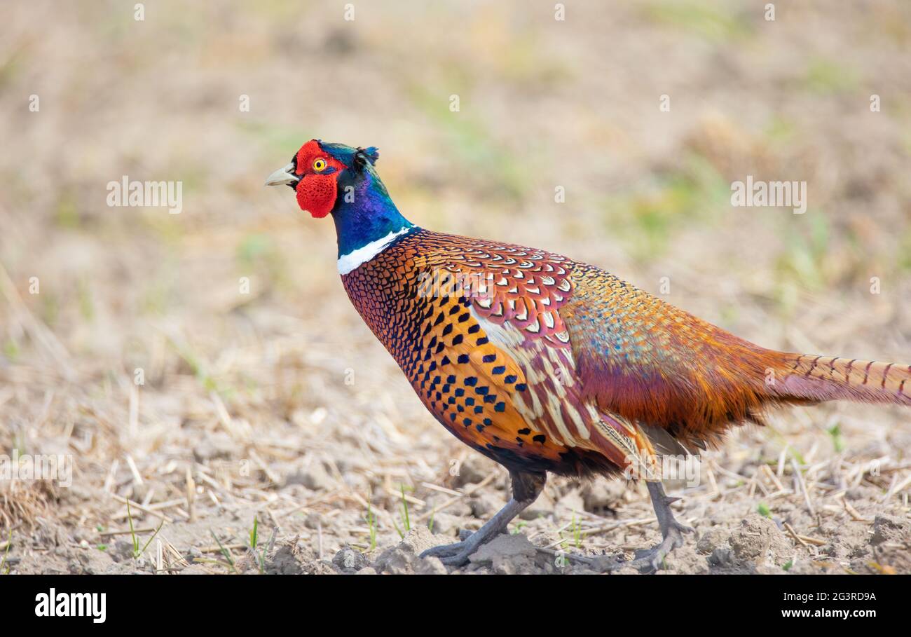 Multi Colored Pheasants