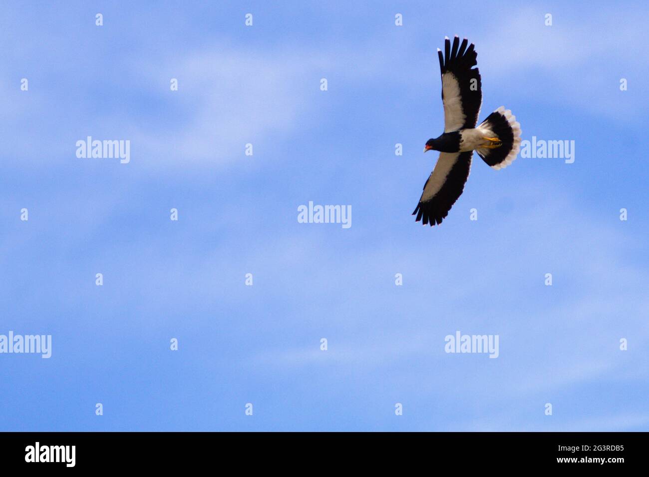 Low angle shot of a magnificent eagle flying high in the blue sky Stock ...