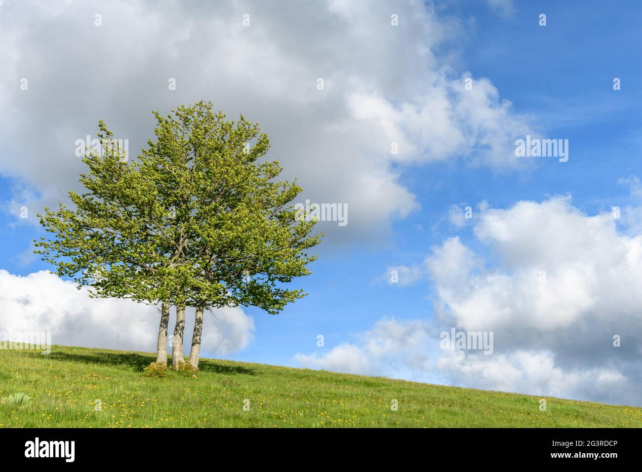 The tree of liberty france hi-res stock photography and images - Alamy