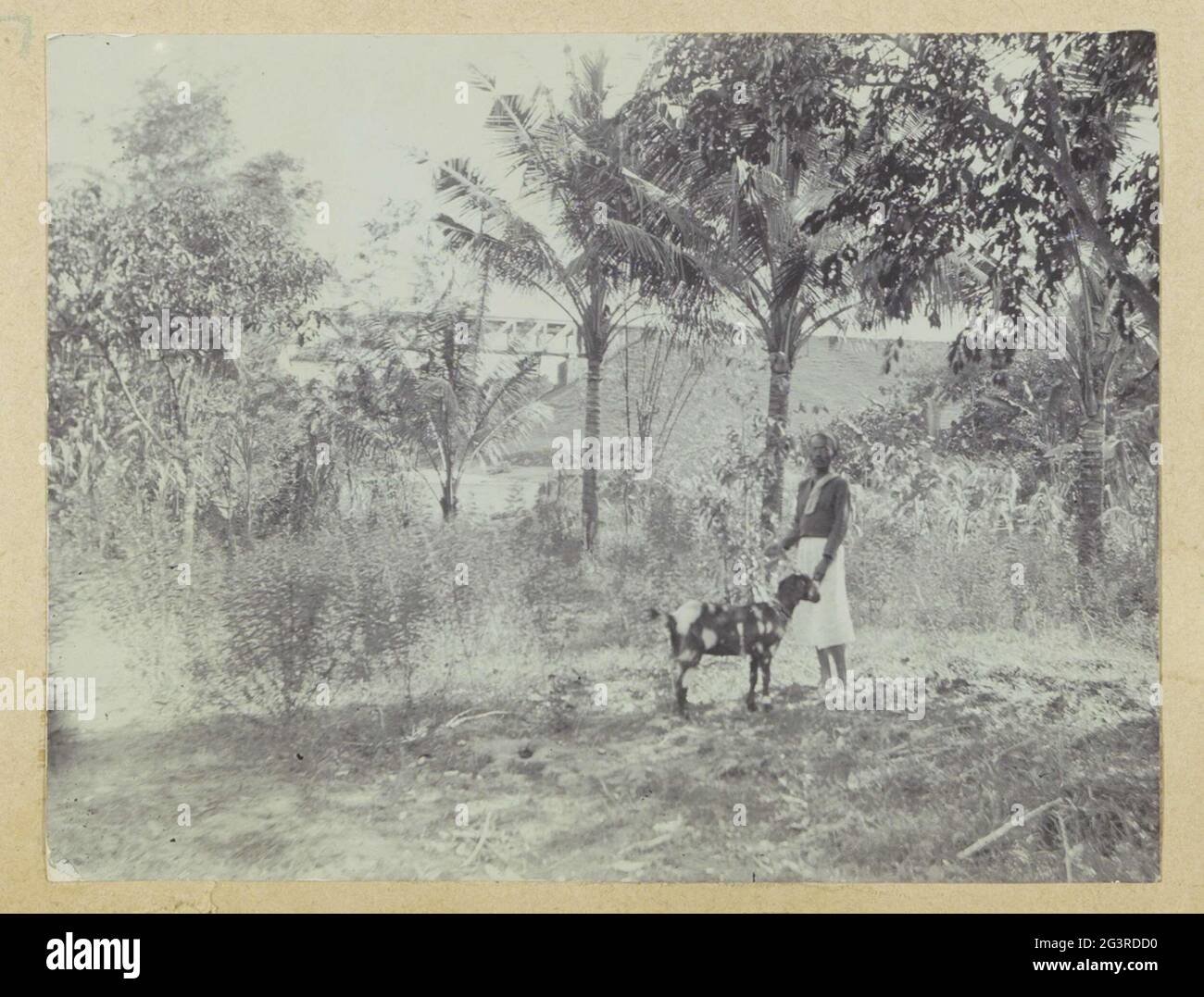 Indian man with goat in a field in the Dutch East Indies, in the ...