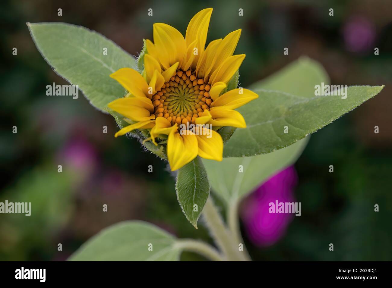 Opening Sunflower High Resolution Stock Photography and Images - Alamy