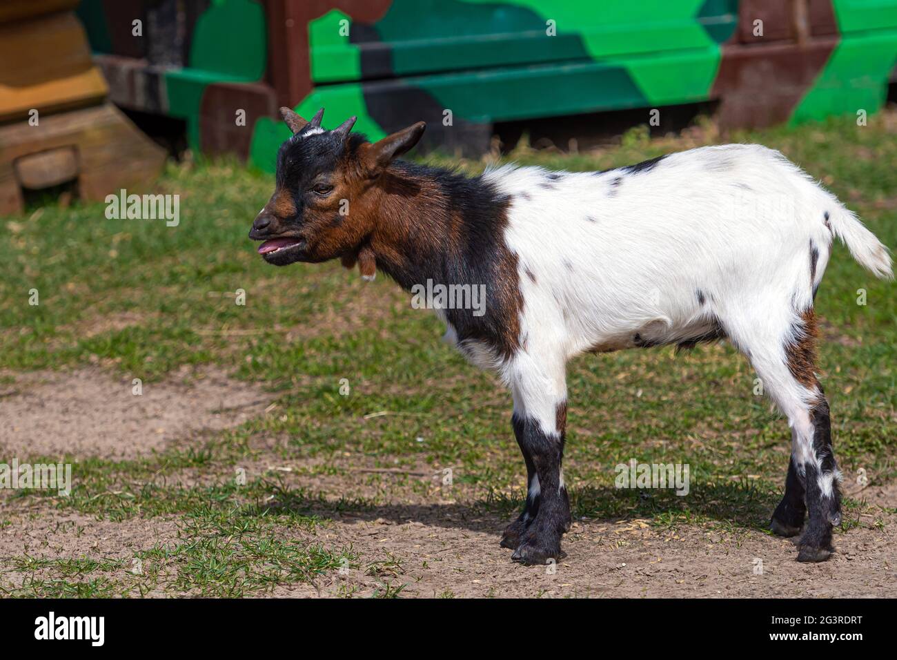 Spotted goat hi-res stock photography and images - Alamy