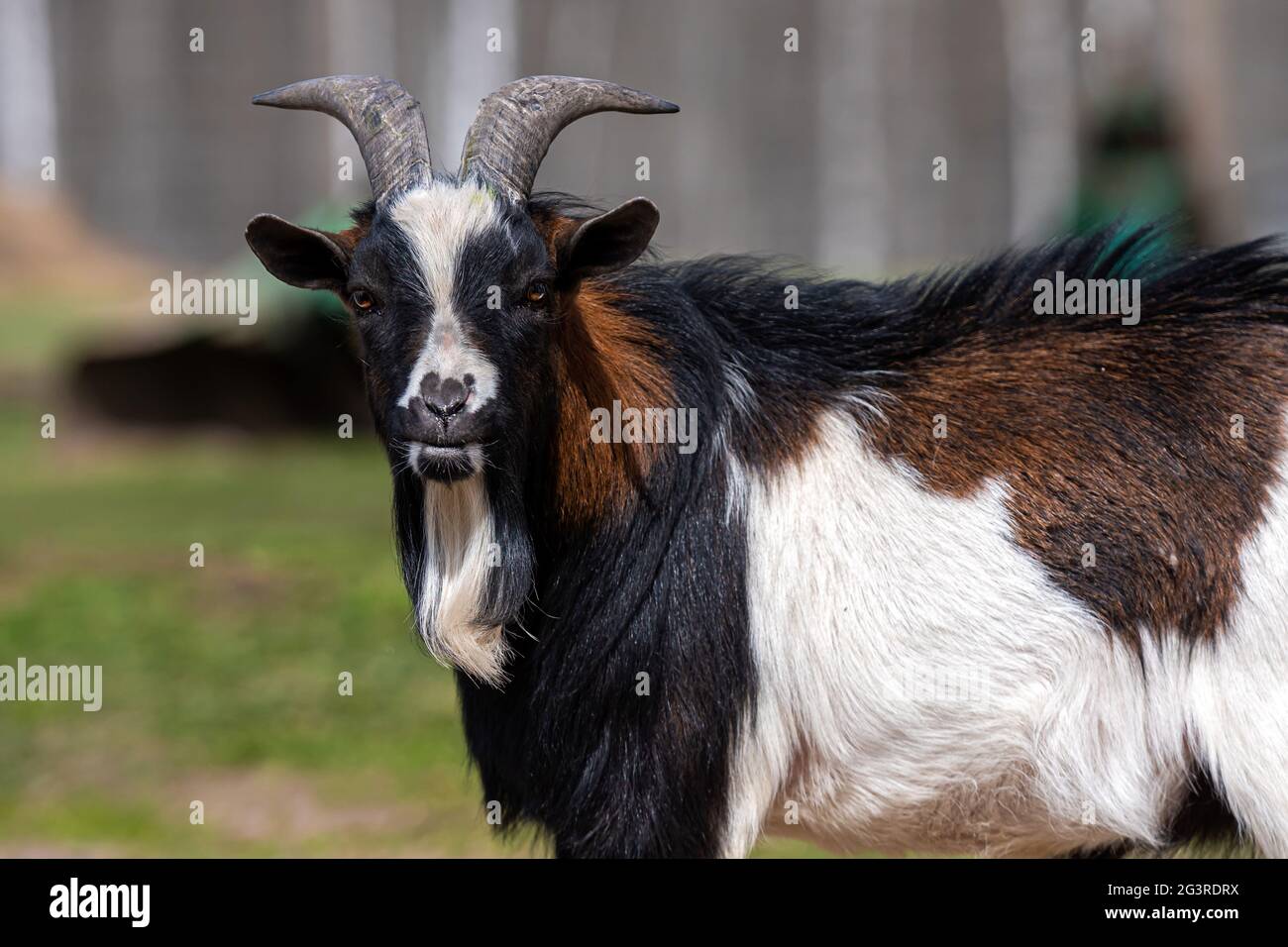 Google Spotted Goat