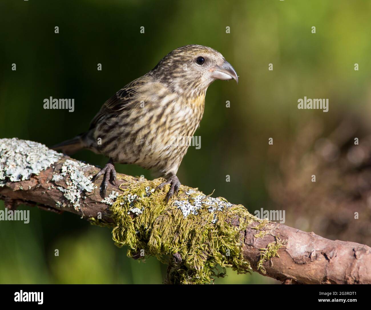 Common crossbill uk juvenile hi-res stock photography and images - Alamy