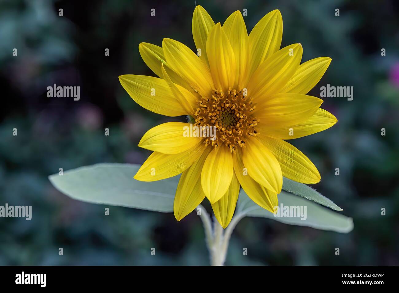 Summer sunlight bokeh garden hi-res stock photography and images - Alamy