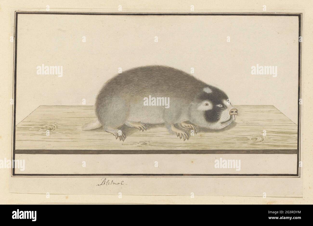 Georychus capensis (Cape mole-rat Stock Photo - Alamy