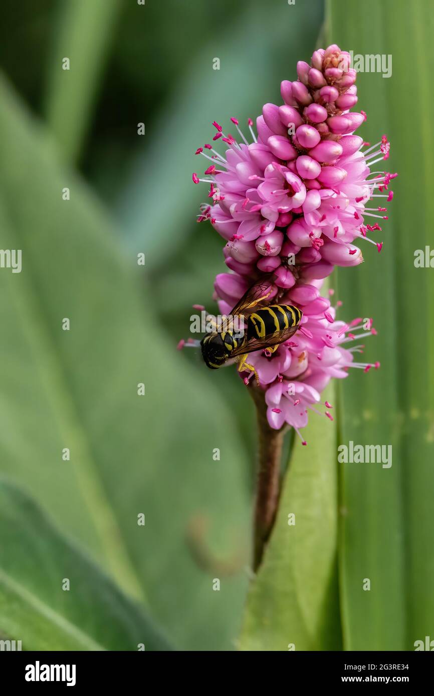 Smartweed hi-res stock photography and images - Alamy