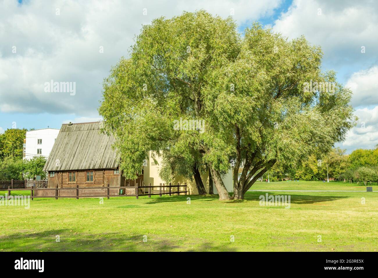 Old deciduous tree hi-res stock photography and images - Alamy