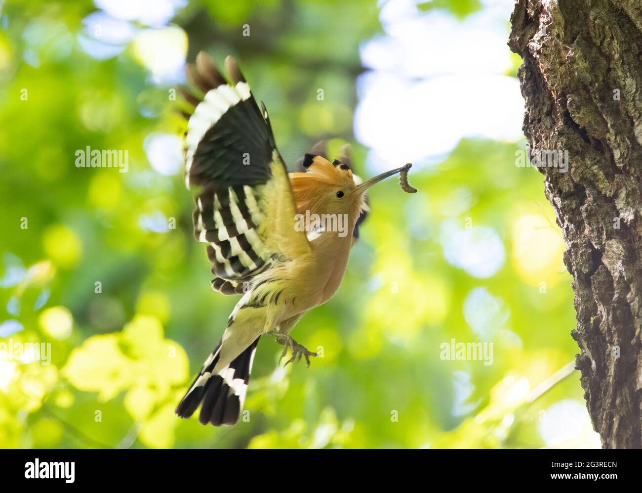 Beautiful Hoopoe carries food to the female nest, the best photo Stock ...