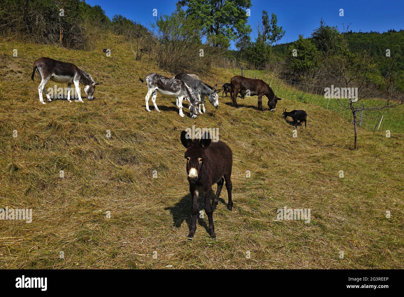 Donkeys in pasture hi-res stock photography and images - Alamy