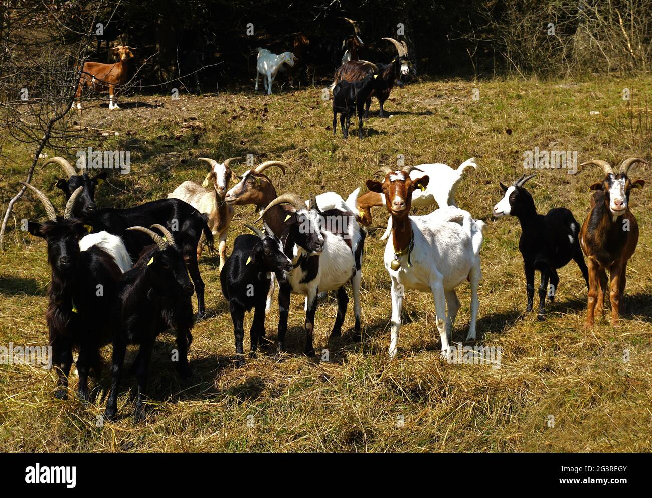 Herds of goats hi-res stock photography and images - Alamy