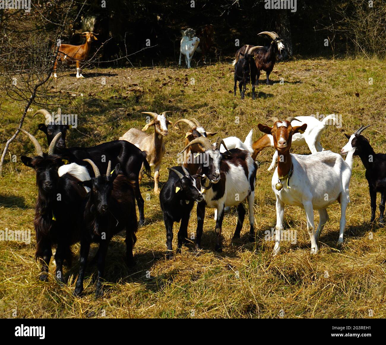 Herds of goats hi-res stock photography and images - Alamy