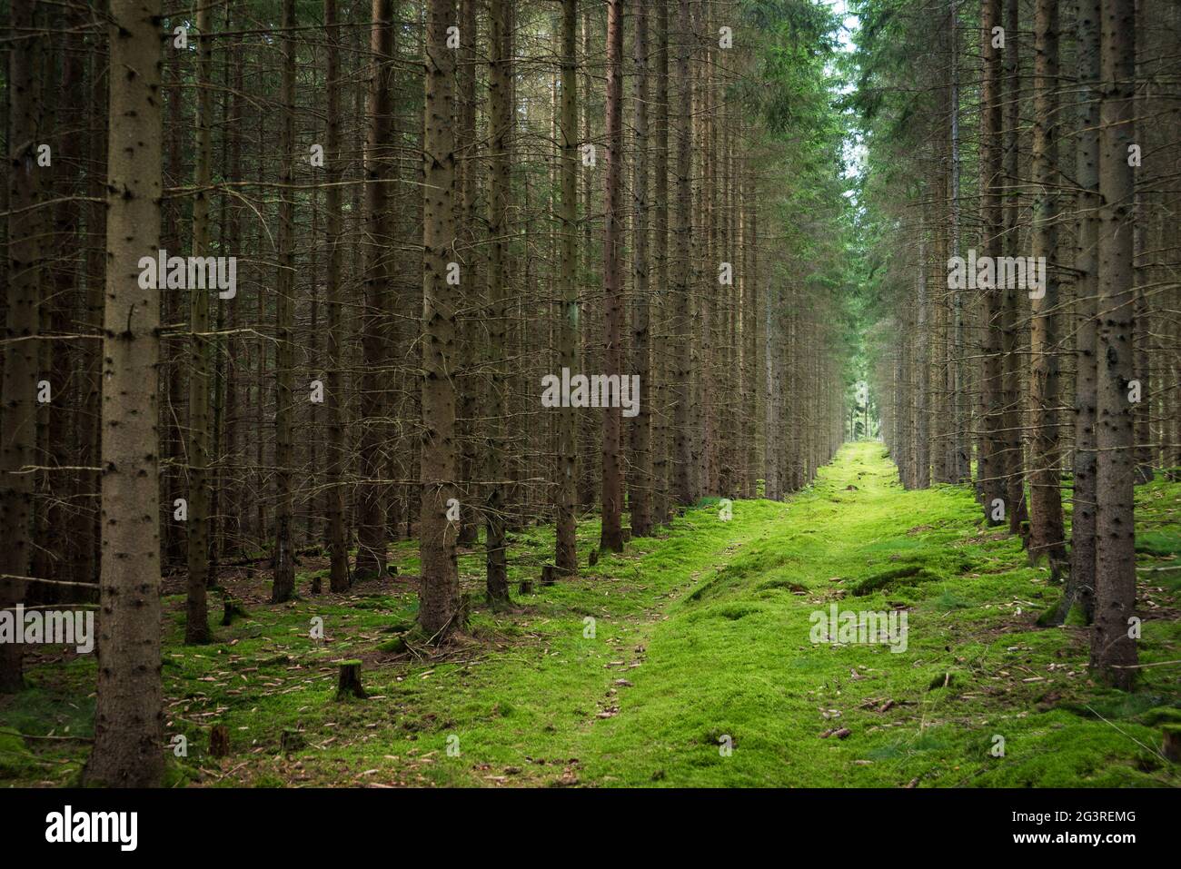 Deep pine forest hi-res stock photography and images - Alamy