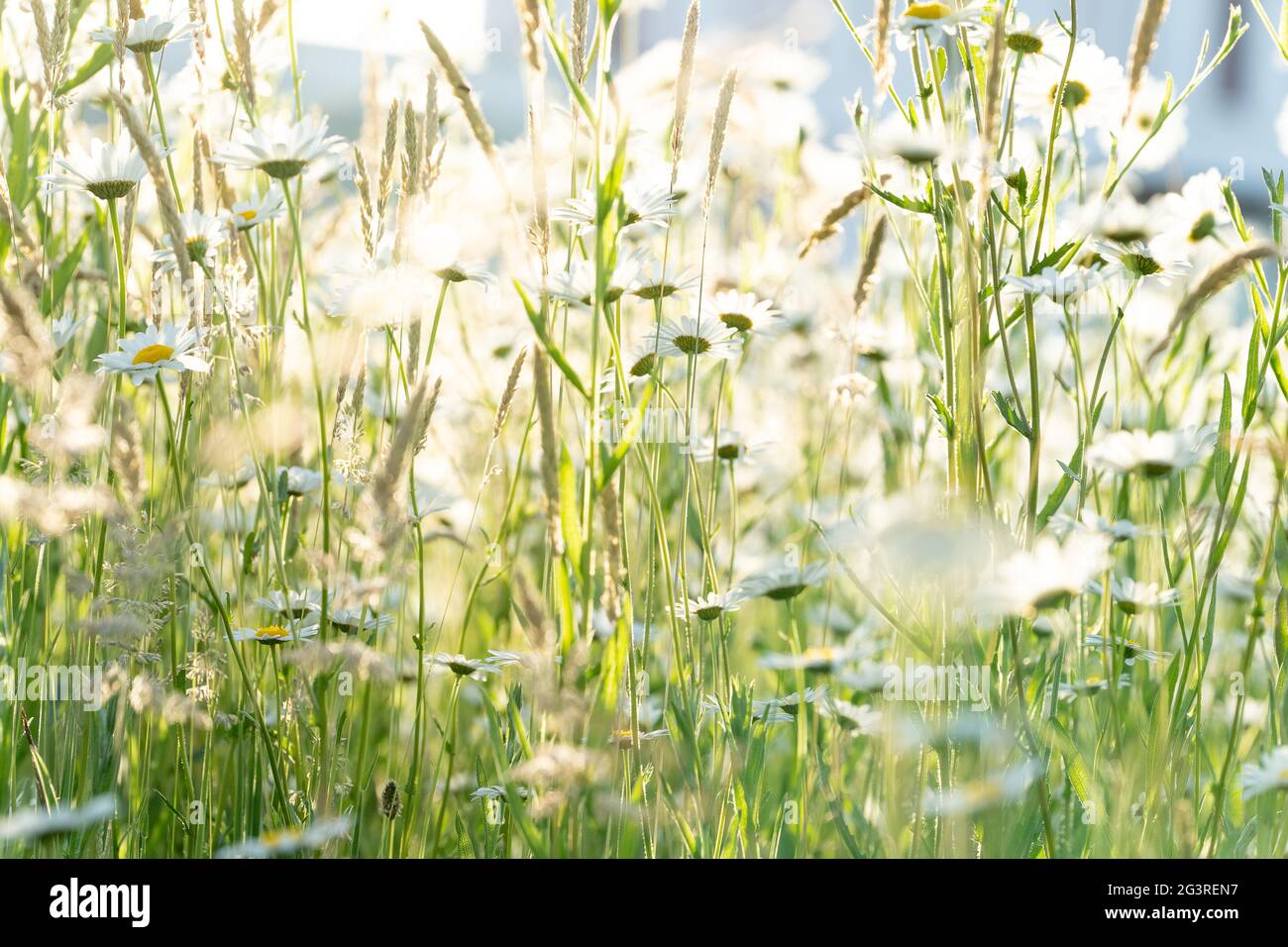 A Field with lots of daisies daisy flowers in softtone with flare and ...