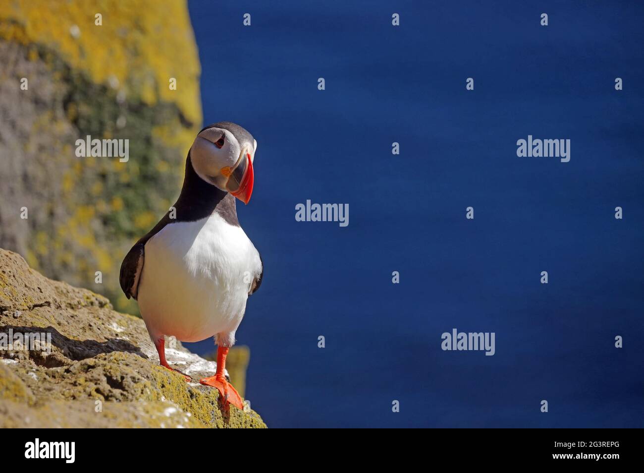 Puffin pose hi-res stock photography and images - Alamy