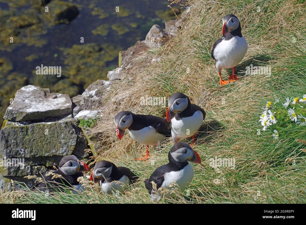 Puffin pose hi-res stock photography and images - Alamy