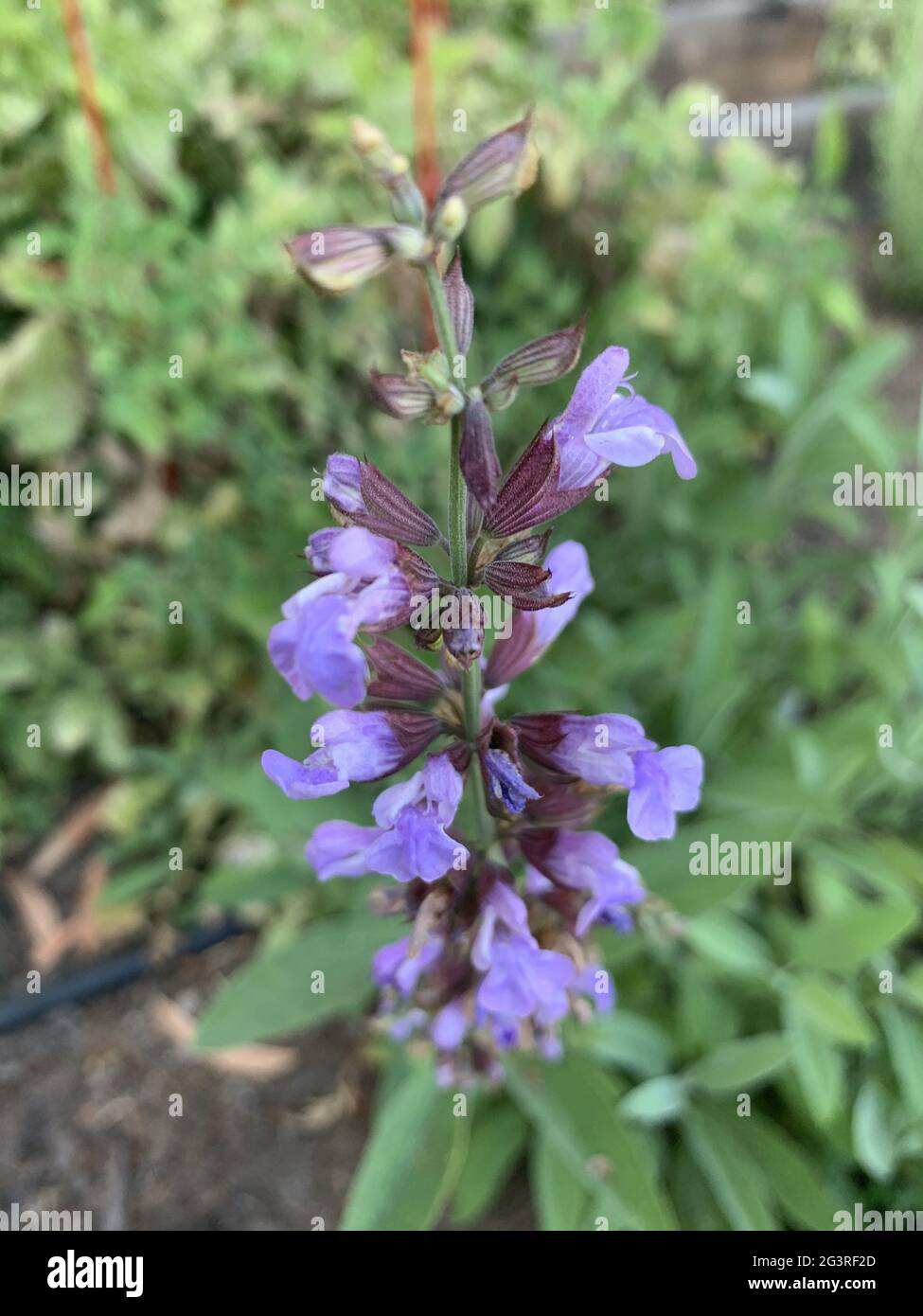 Beautiful sage flower in a garden Stock Photo - Alamy