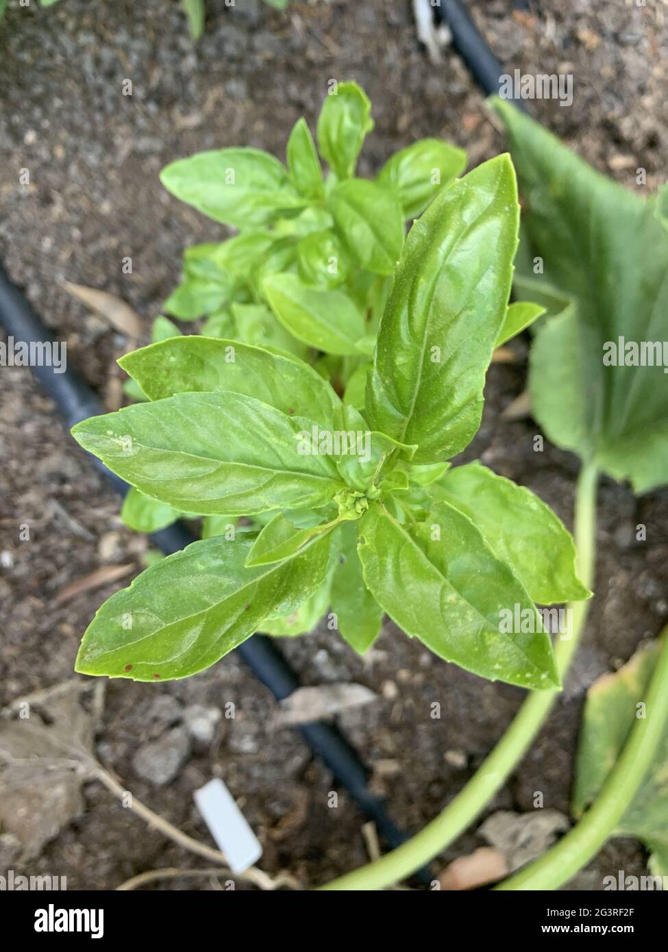 Organic basil herb in a garden Stock Photo - Alamy