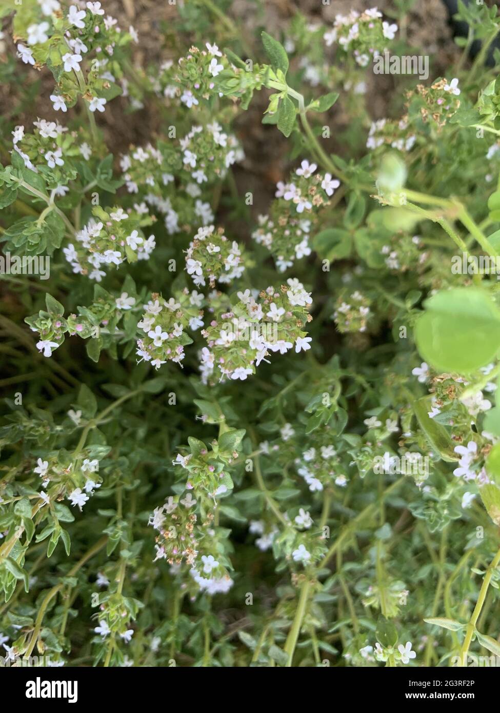Herbs with flowers in a garden Stock Photo - Alamy