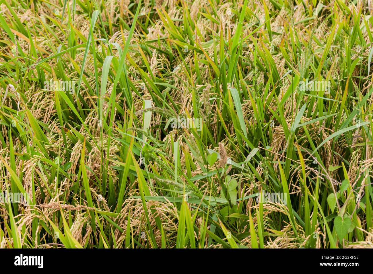 Detail of rice field near Coronel Bogado town, Paraguay Stock Photo - Alamy