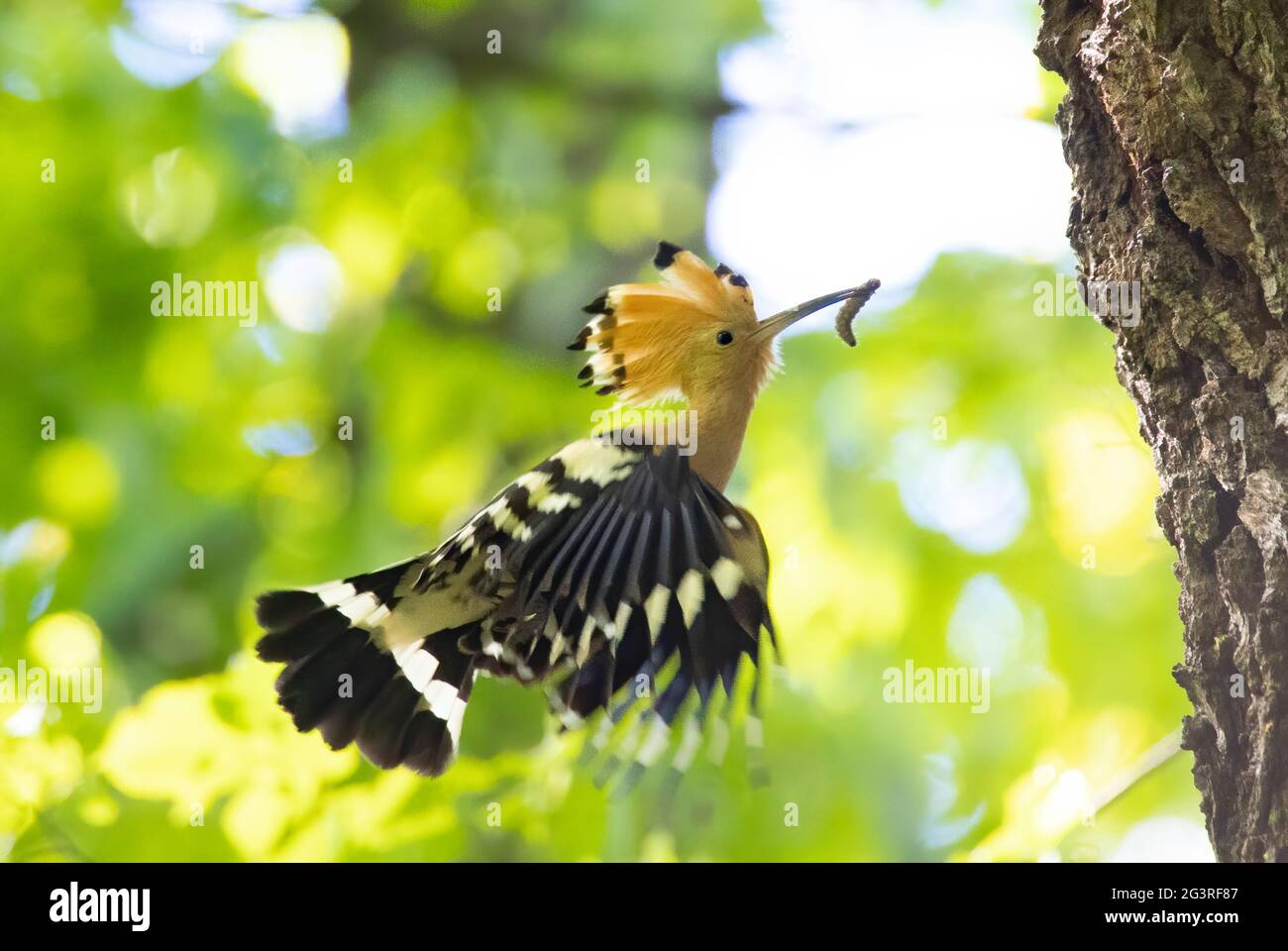 Beautiful Hoopoe carries food to the female nest, the best photo Stock ...