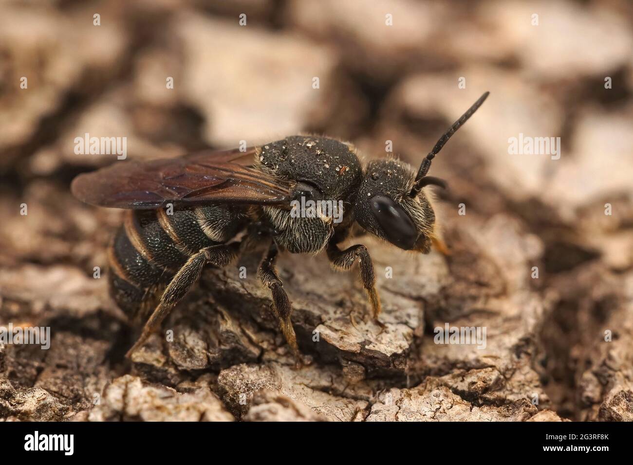 Closeup shot of a female of the little dark cleptoparasite bee, Stelis ...