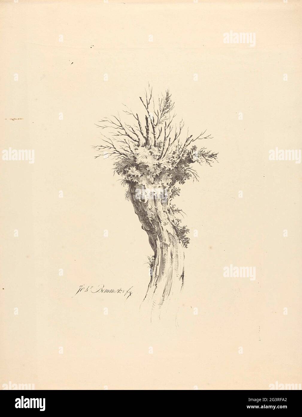 Upper part of a pollard willow. The trunk has a light S shape Stock ...