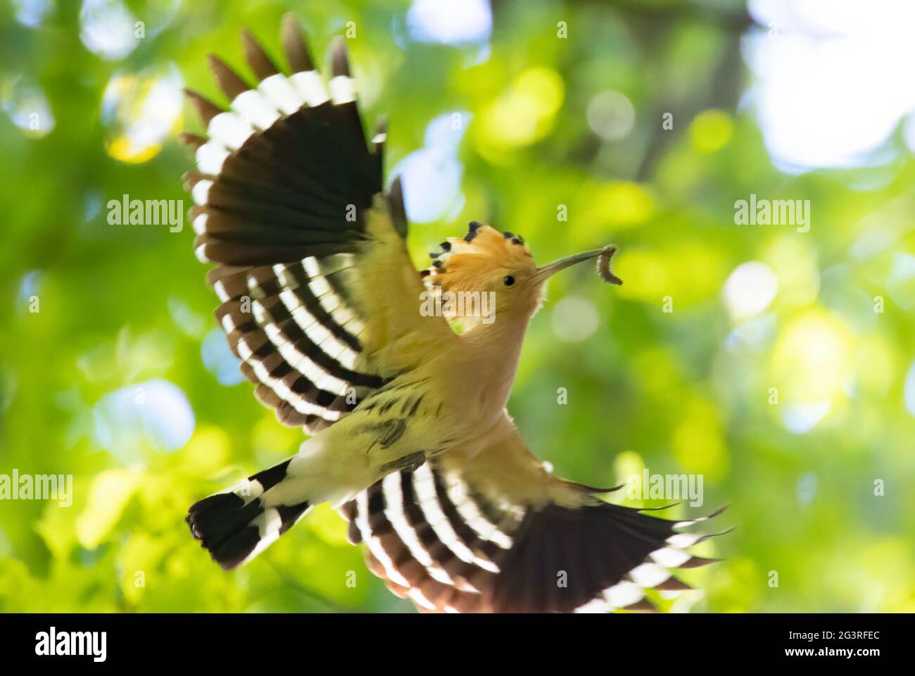 Beautiful Hoopoe carries food to the female nest, the best photo Stock ...