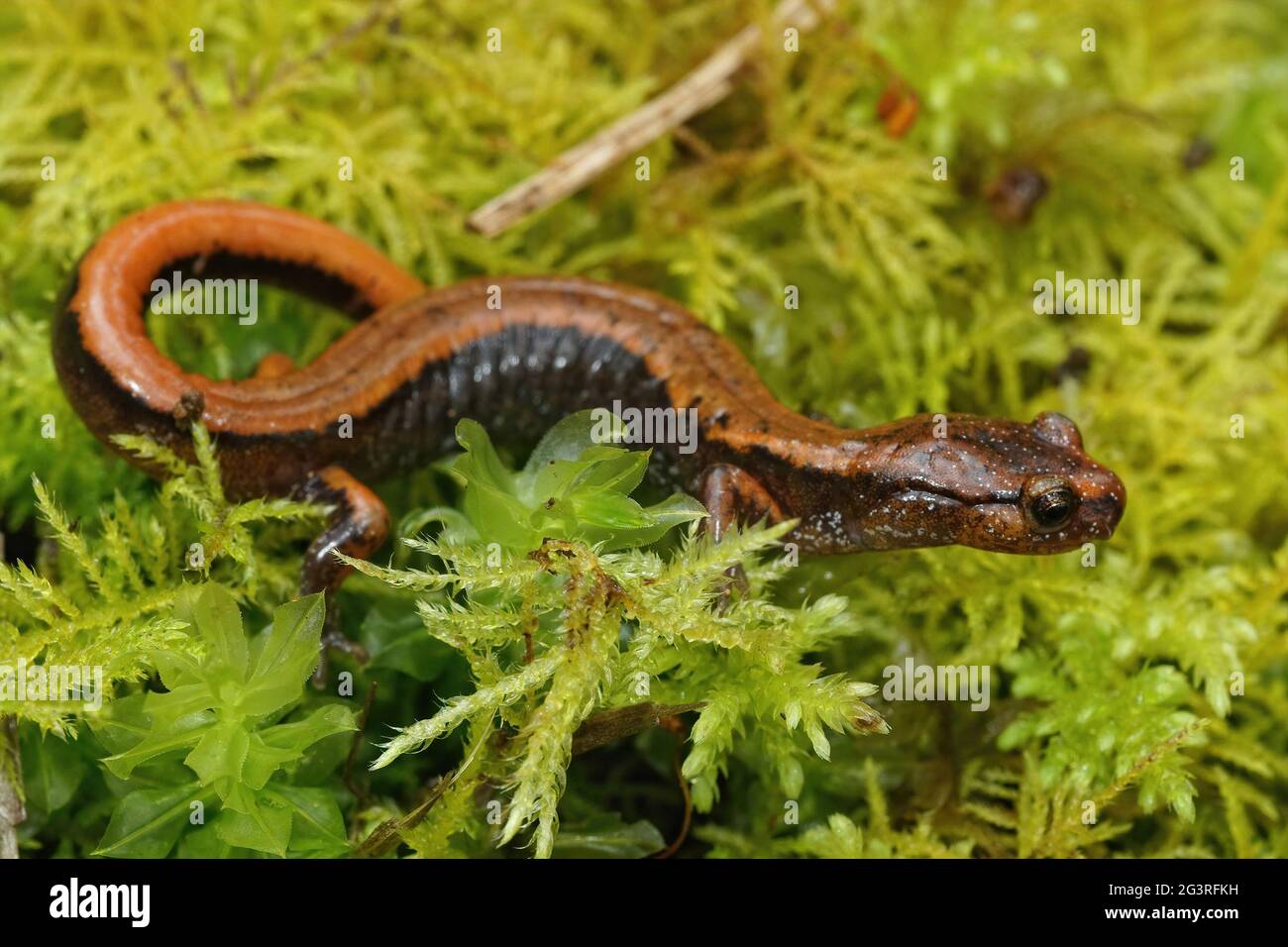 Red Backed Salamander Drawing