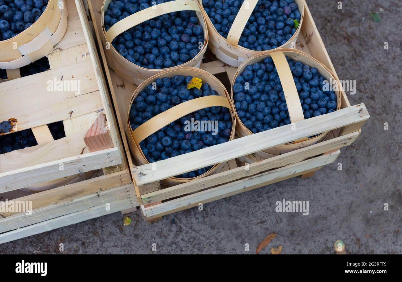 Market stand, blueberries, blueberries, in basket, basket, dealer ...