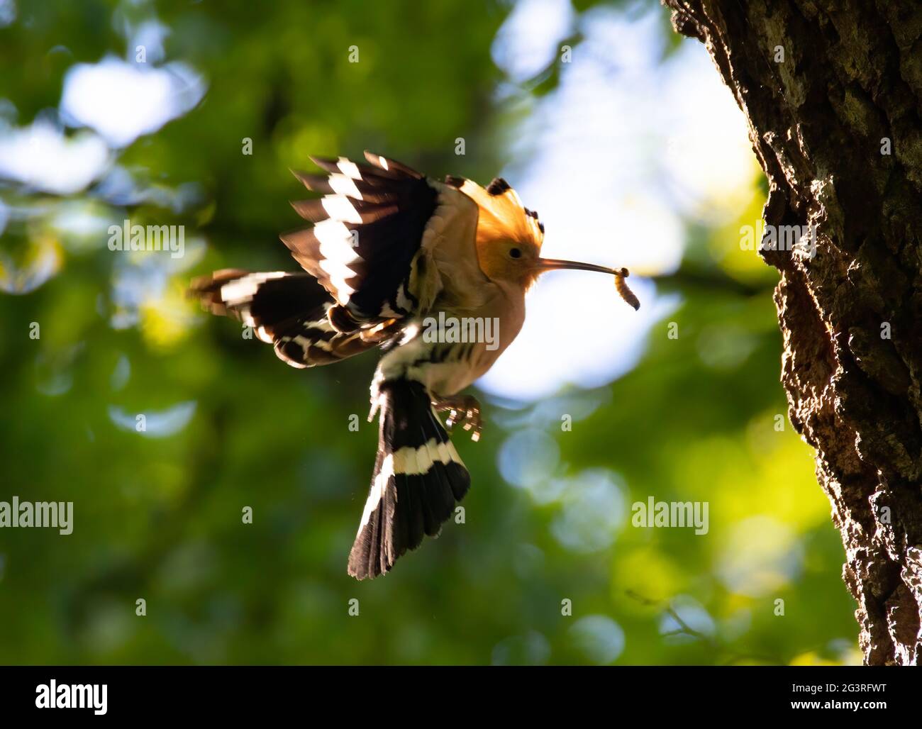 Beautiful Hoopoe carries food to the female nest, the best photo Stock ...
