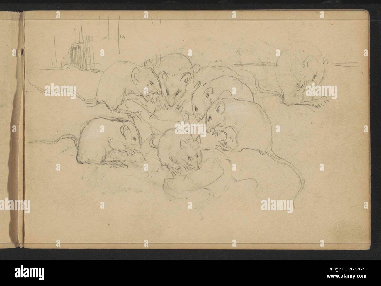 Mice gnawing on a piece of food. Also a study of a mouse that washes ...