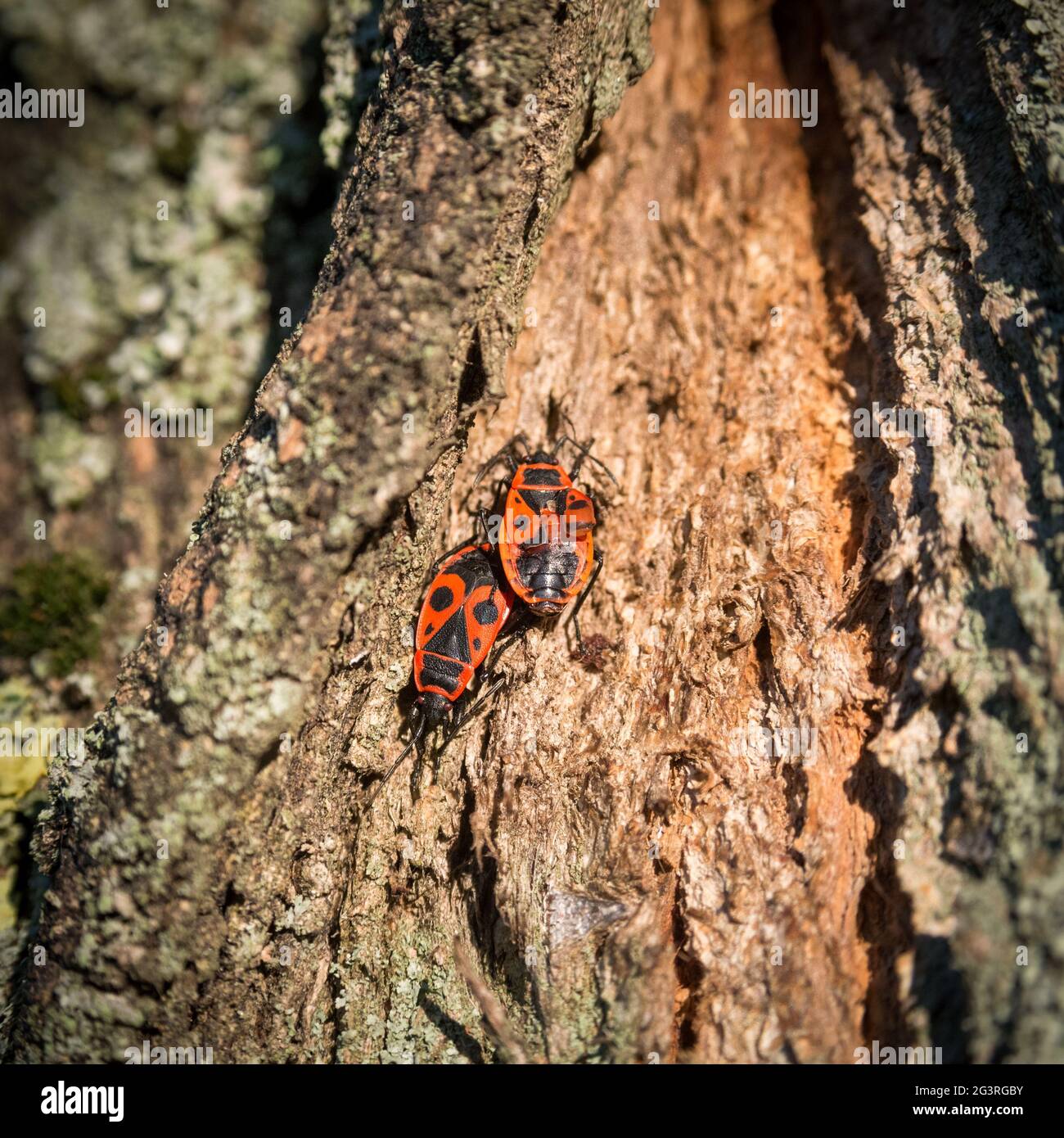 Two beetles on a tree Stock Photo - Alamy