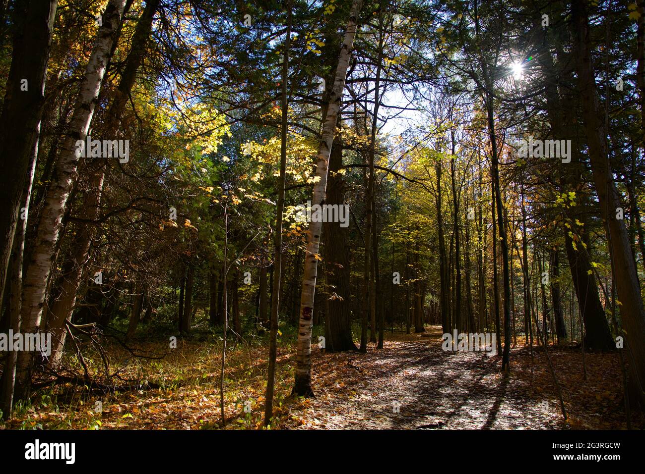 Autumn scene of the forest with lens flare Stock Photo - Alamy