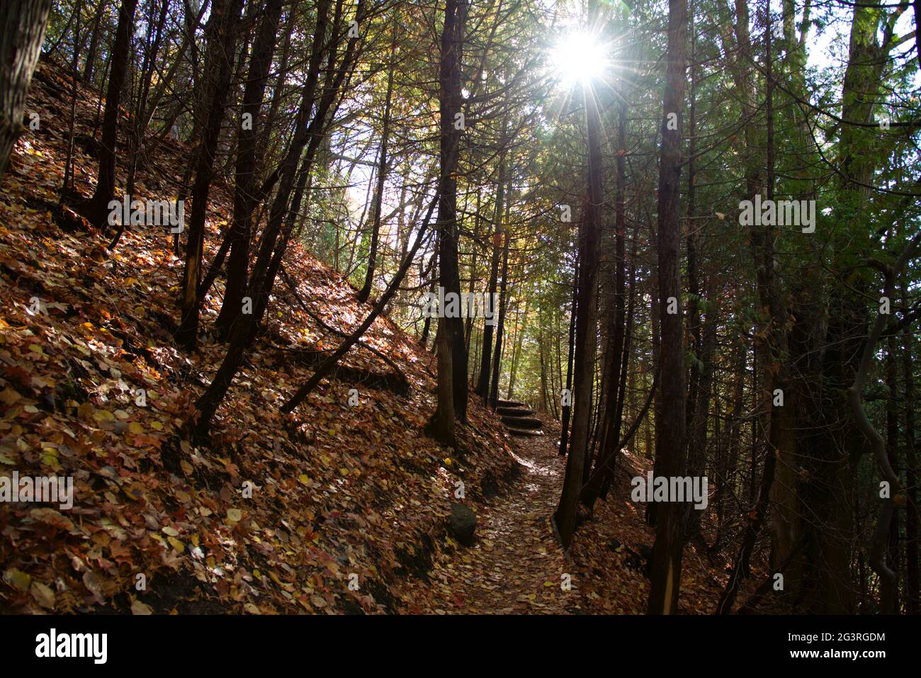 Autumn leaf colour of the forest with lens flare Stock Photo - Alamy