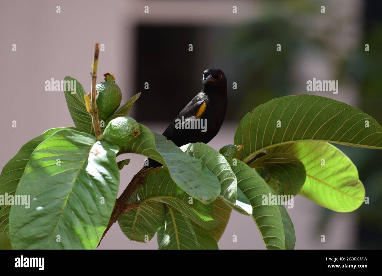 aves do Cerrado Stock Photo - Alamy