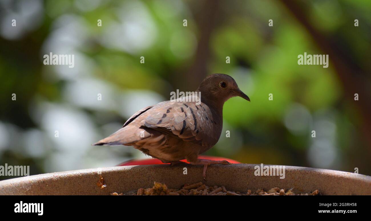 Aves do cerrado hi-res stock photography and images - Alamy