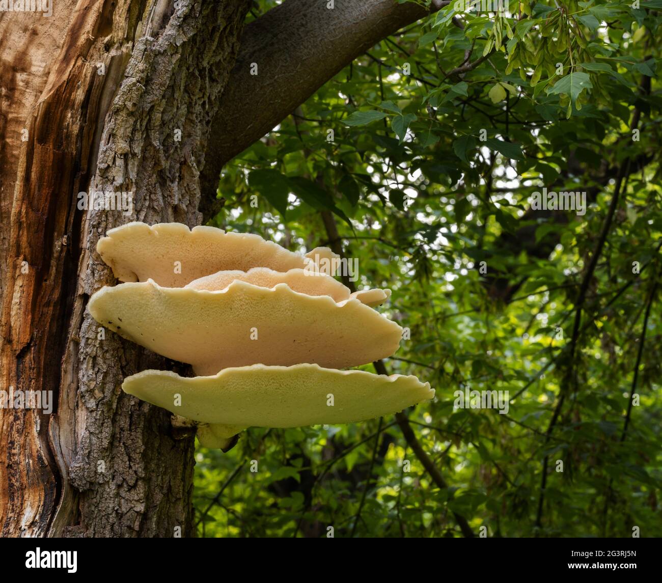 fungus is a parasite growing on a tree. photo with shallow depth of ...