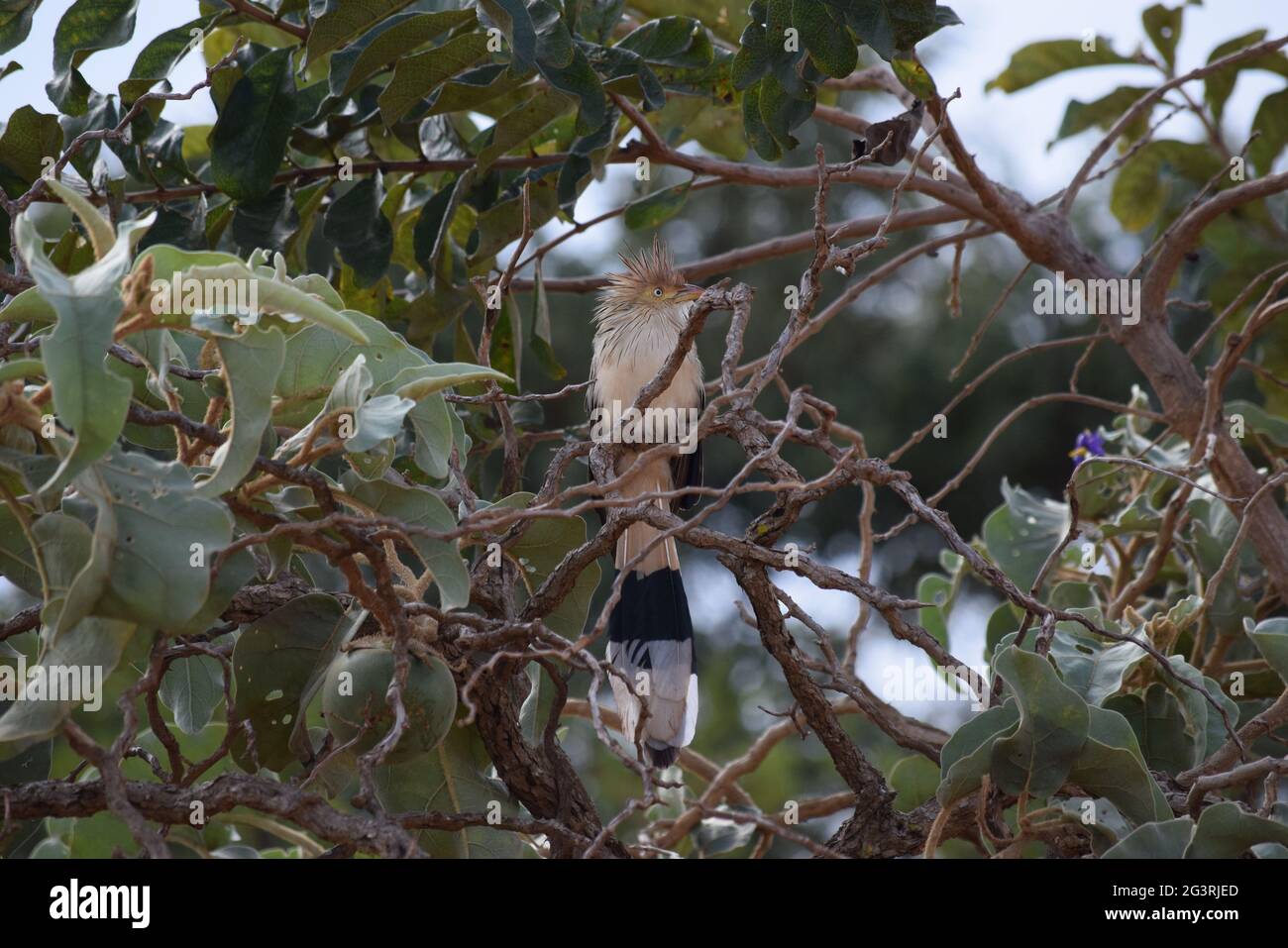 Aves do cerrado hi-res stock photography and images - Alamy