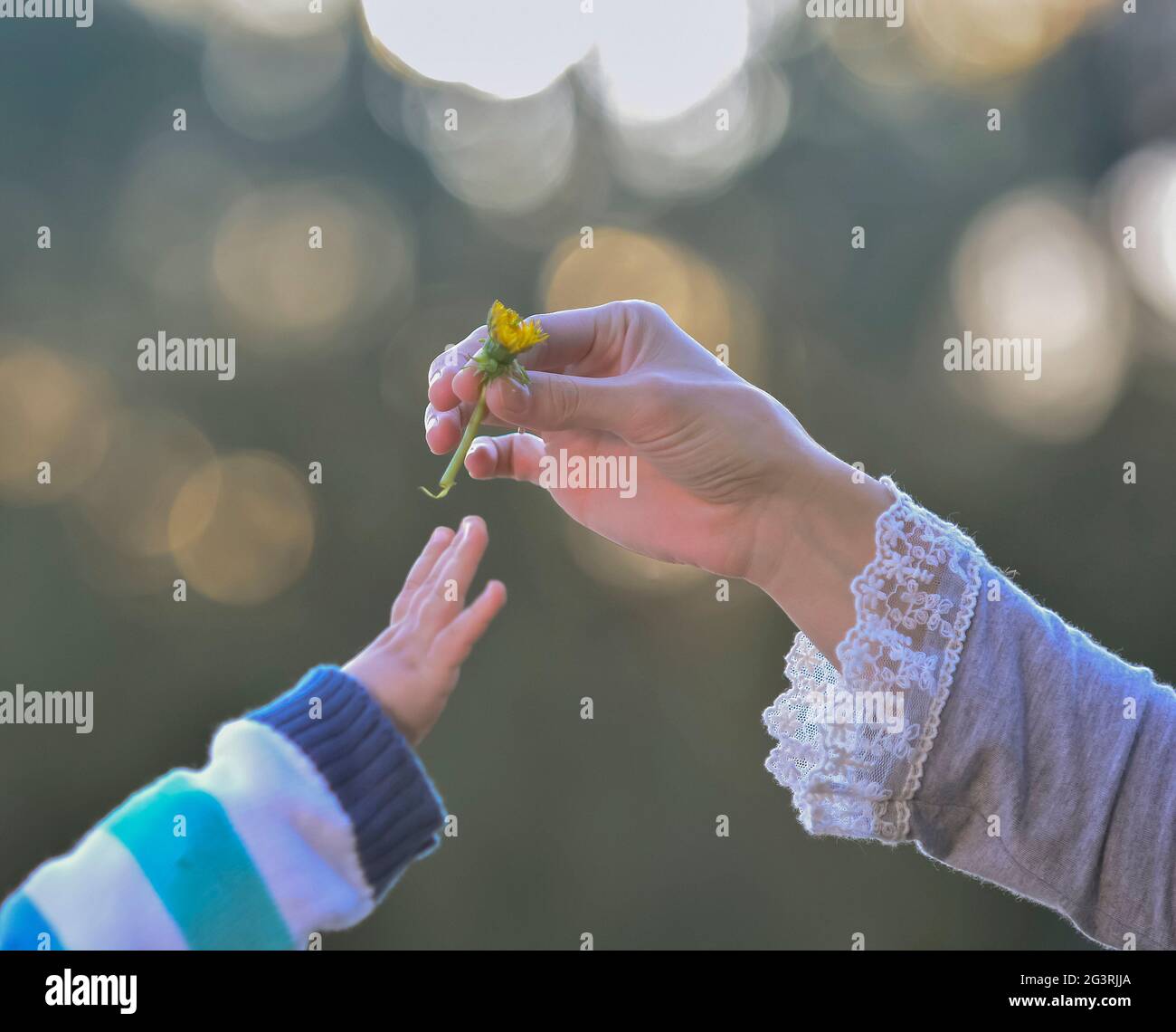 Hand of a mother handing a flower to her child Stock Photo - Alamy