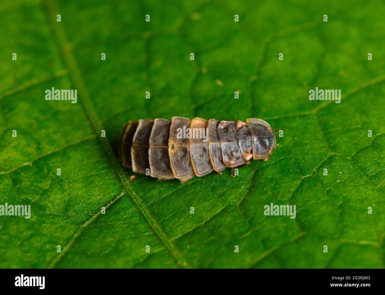 Close up firefly hi-res stock photography and images - Alamy