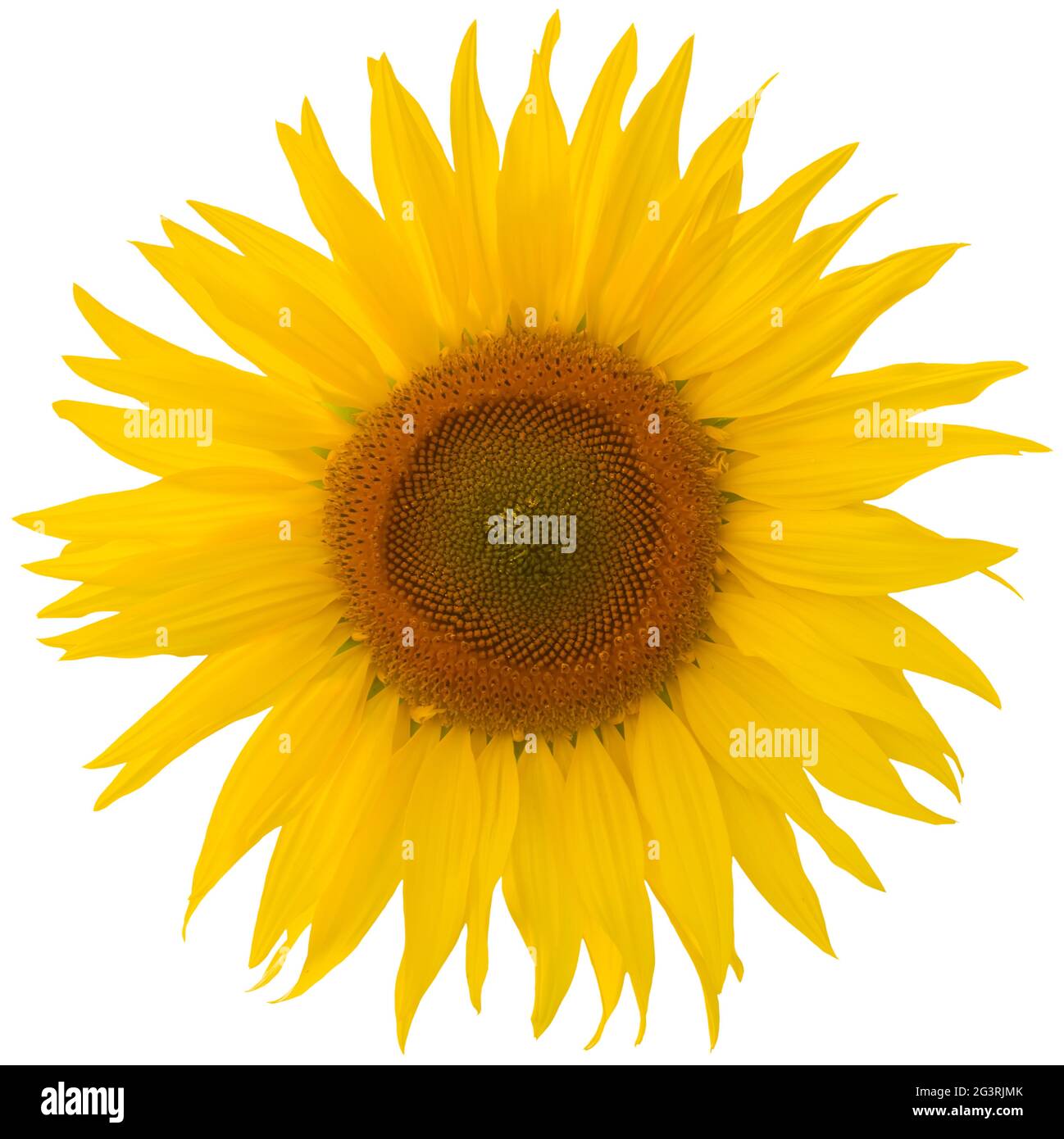 Sunflower, free object , white background Stock Photo - Alamy