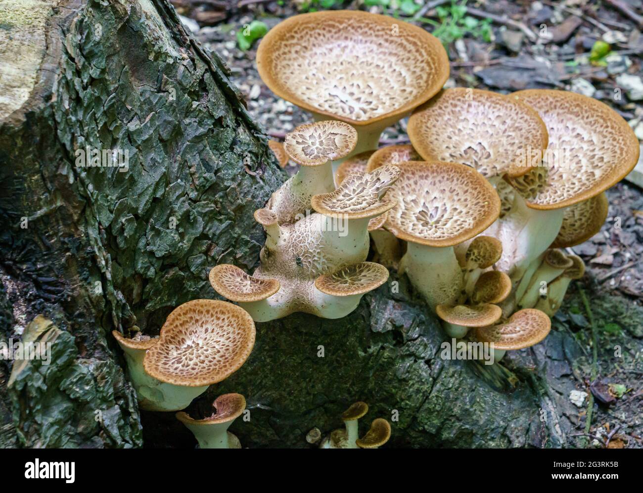 Cerioporus Squamosus Aka Polyporus Squamosus Is A Basidiomycete Bracket