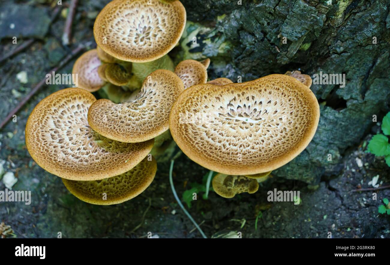 Cerioporus squamosus aka Polyporus squamosus is a basidiomycete bracket ...