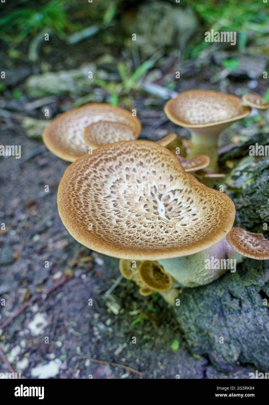 Cerioporus squamosus aka Polyporus squamosus is a basidiomycete bracket ...