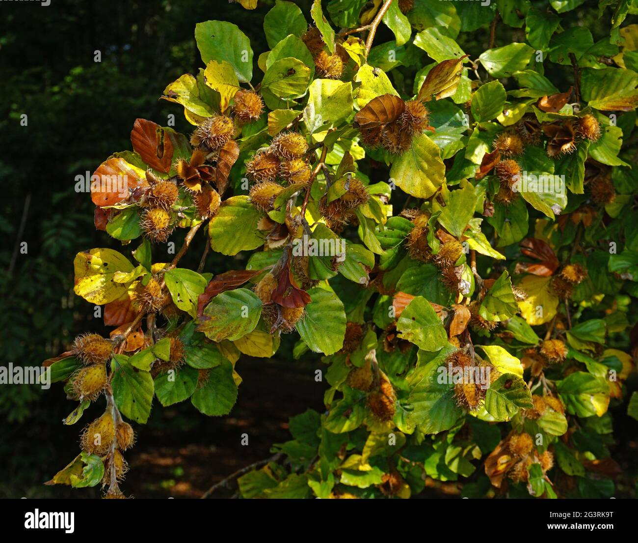 Beechnut tree hi-res stock photography and images - Alamy