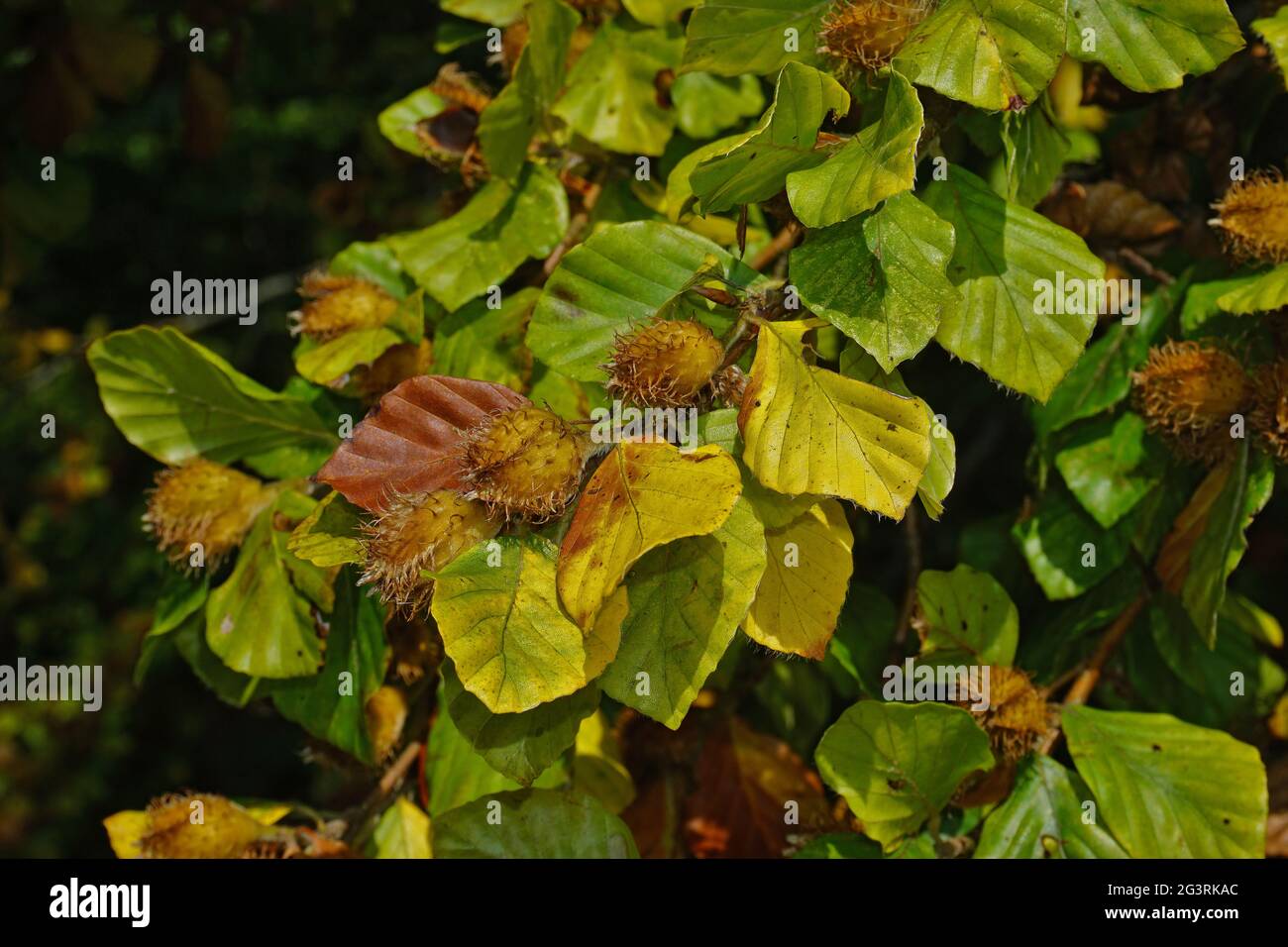 Beechnut tree hi-res stock photography and images - Alamy