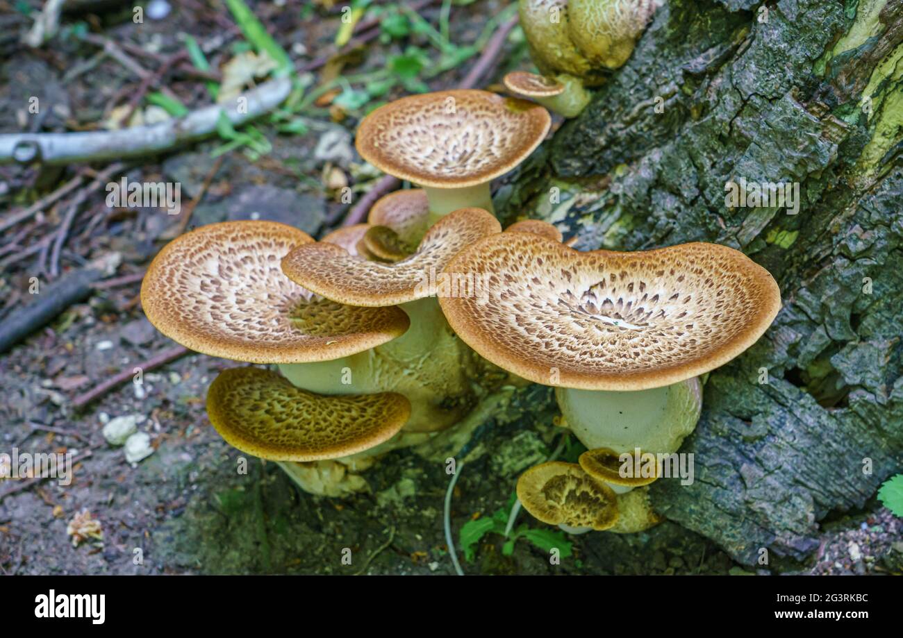 Cerioporus squamosus aka Polyporus squamosus is a basidiomycete bracket ...