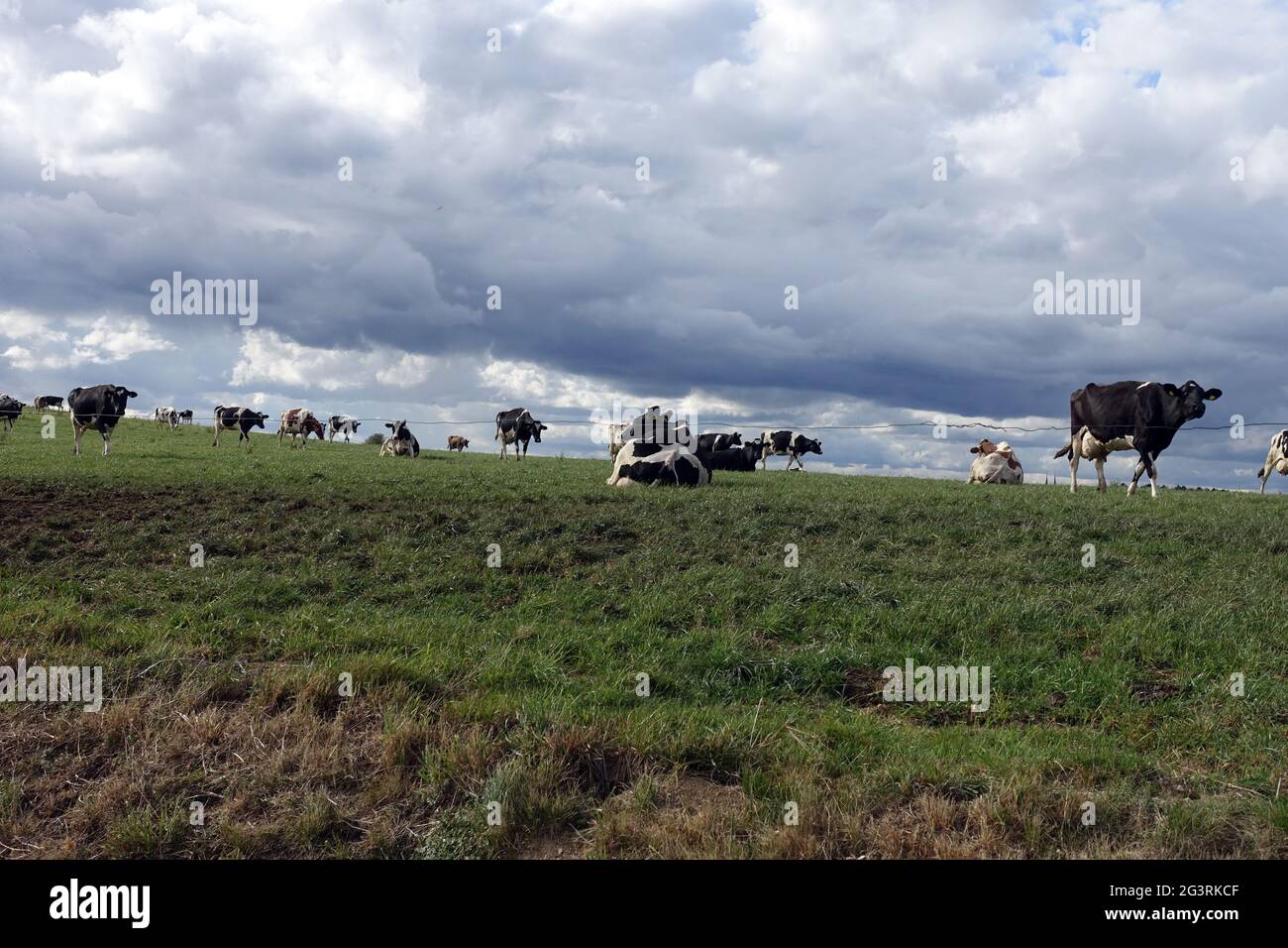 Rain clouds moving over a cow pasture in the Bergisches Land Stock ...