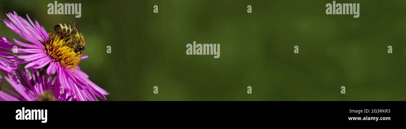 Collecting nectar on flower hi-res stock photography and images - Alamy